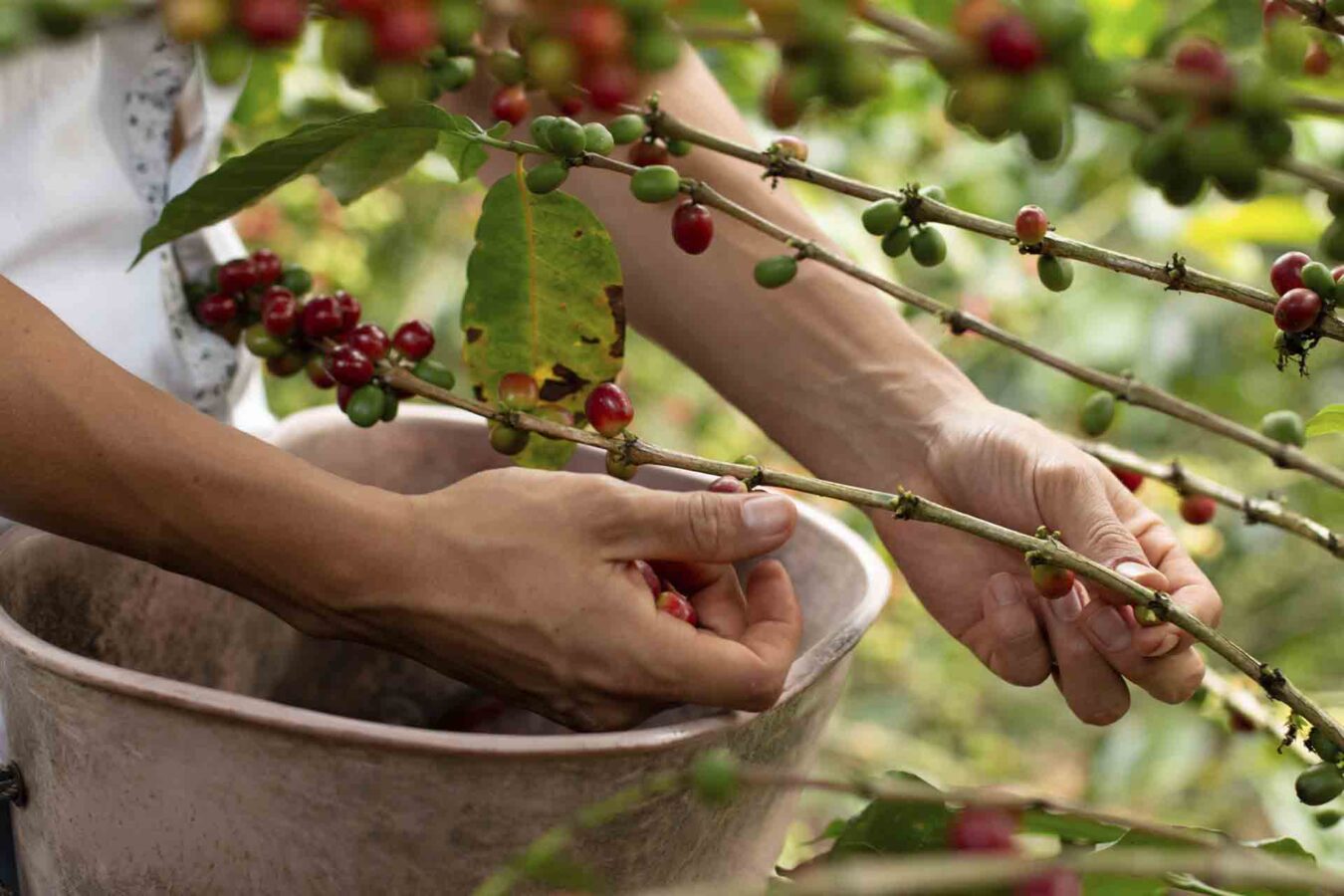 Explora el Eje Cafetero: Una Guía de las Mejores Actividades para ...